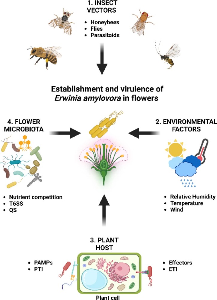 Erwinia Uredovora Bacteria