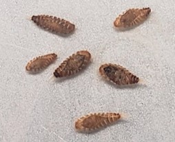 Tratamiento químico combinado (metopreno y piretrina) para controlar ...